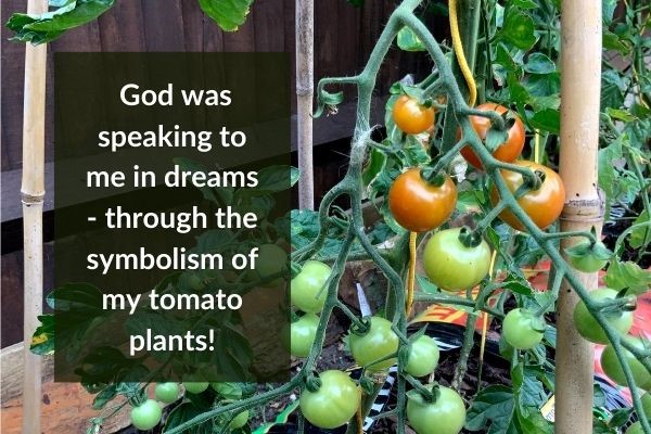 God speaking through the symbolism of tomato plants – Heaven’s Dream ...