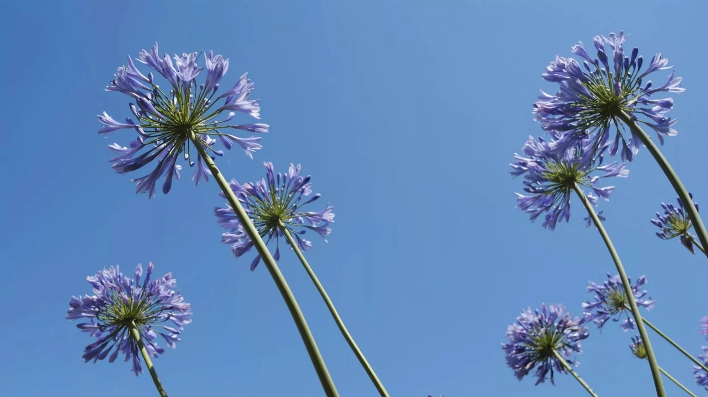 cropped-13.webp – Heaven’s Dream Messages
